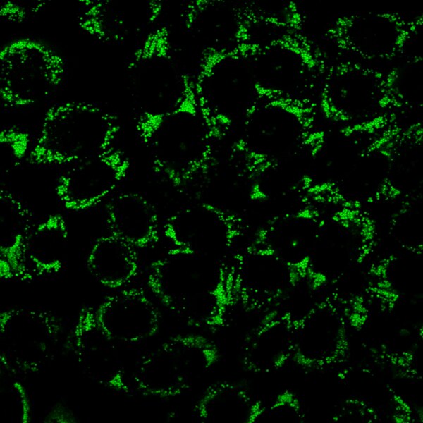 BioTracker 488 Green Lipid Droplet Dye | SCT144